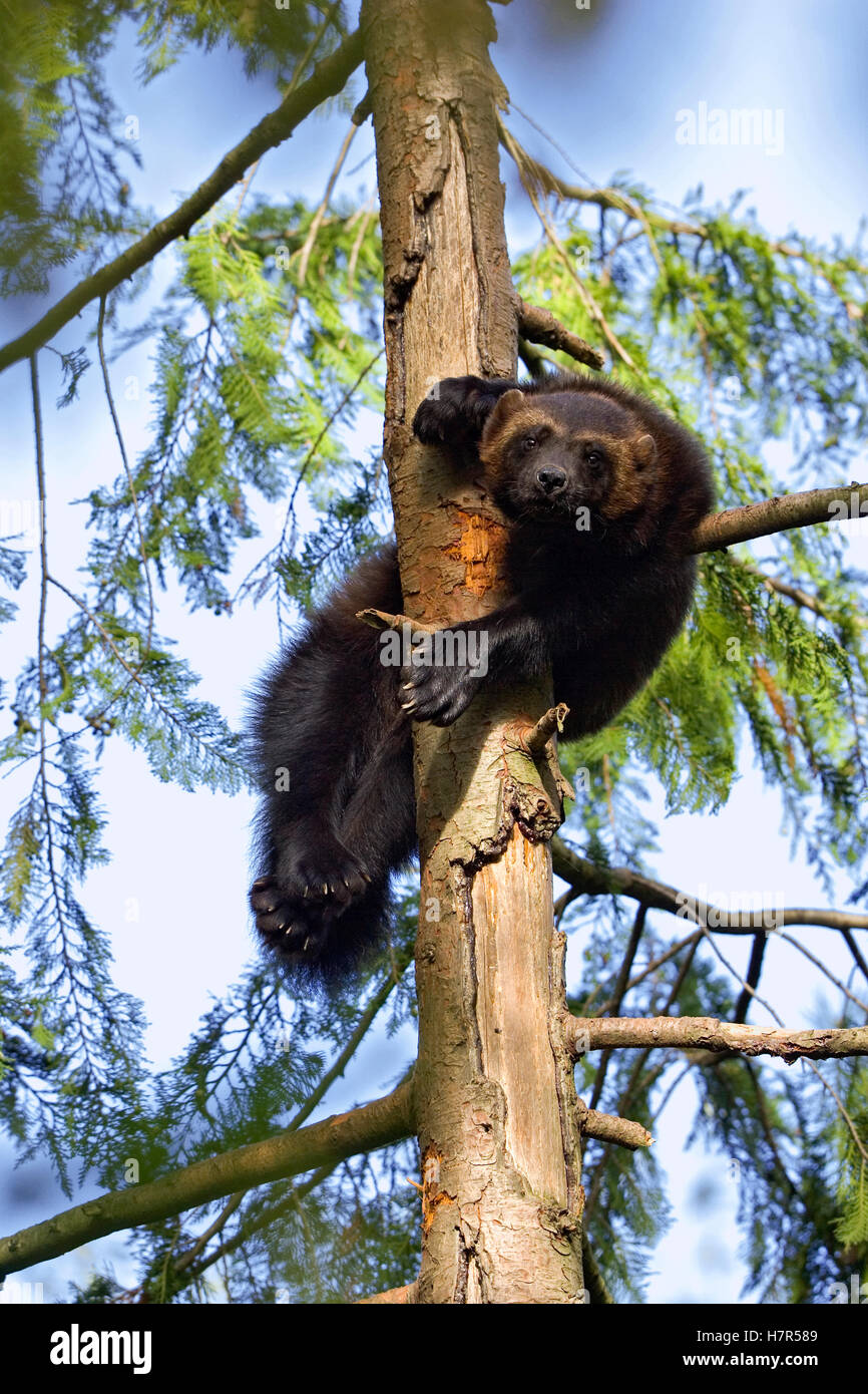 Wolverine (Gulo gulo) resting in tree, native to North America and ...