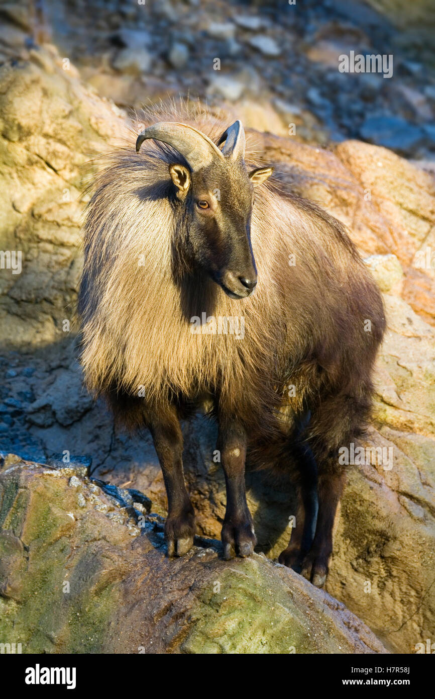 Himalayan Tahr (Hemitragus jemlahicus) male standing on rocks, native ...