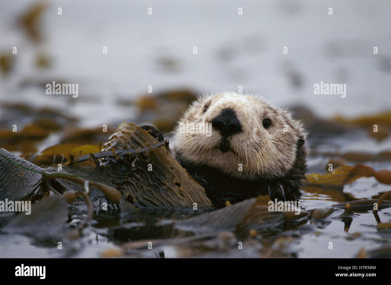 Sea Otter (Enhydra lutris) in kelp bed, northern Pacific Ocean Stock ...