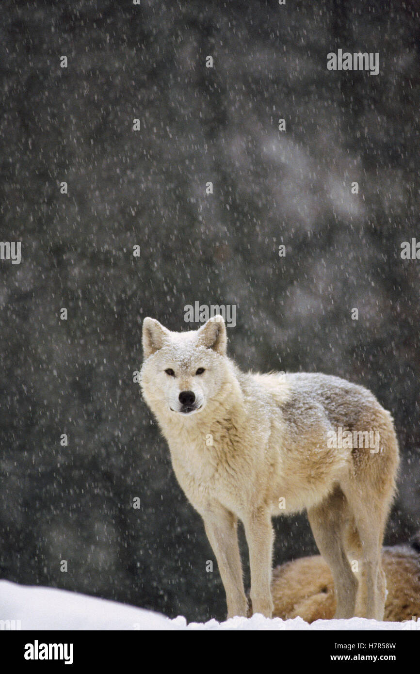 Timber Wolf (Canis lupus) female, temperate North America Stock Photo ...