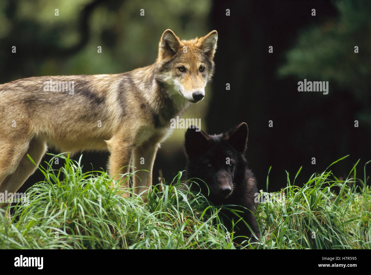 Timber Wolf (Canis lupus) juveniles, four months old, temperate North ...