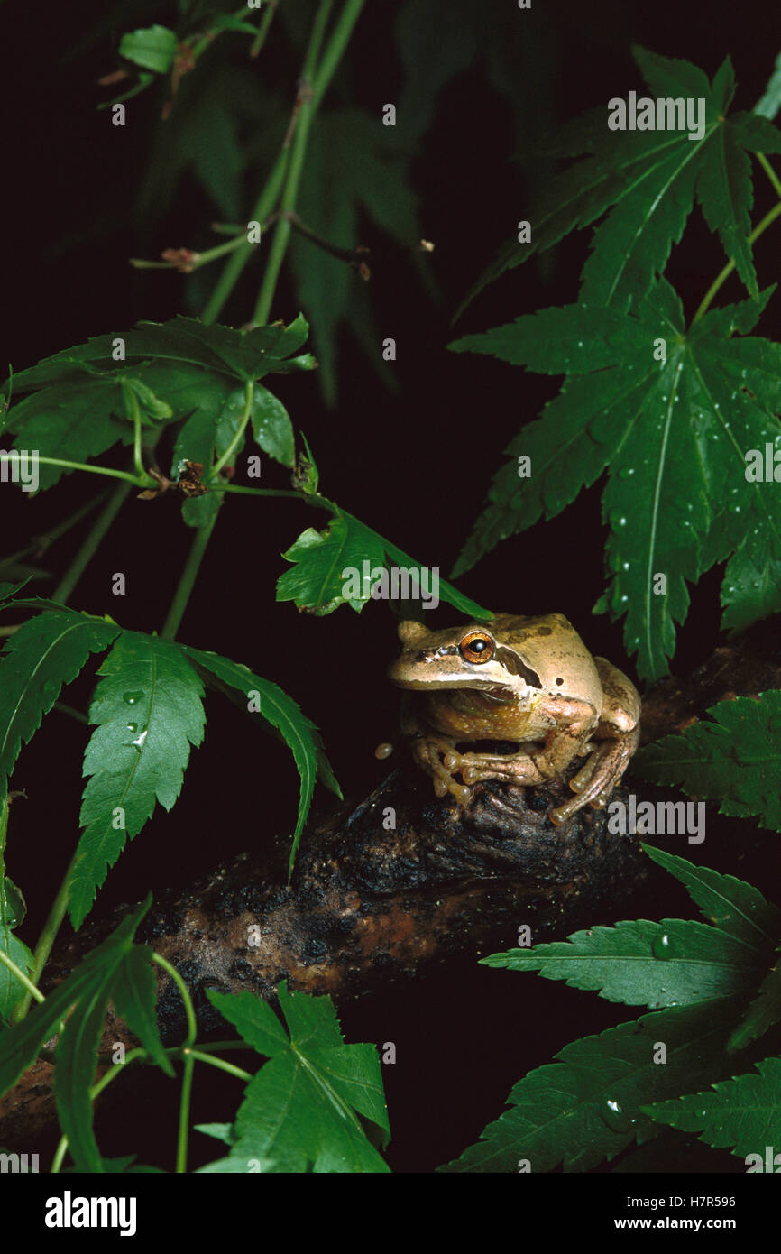 Pacific Tree Frog (Hyla regilla), Pacific Coast, North America Stock ...