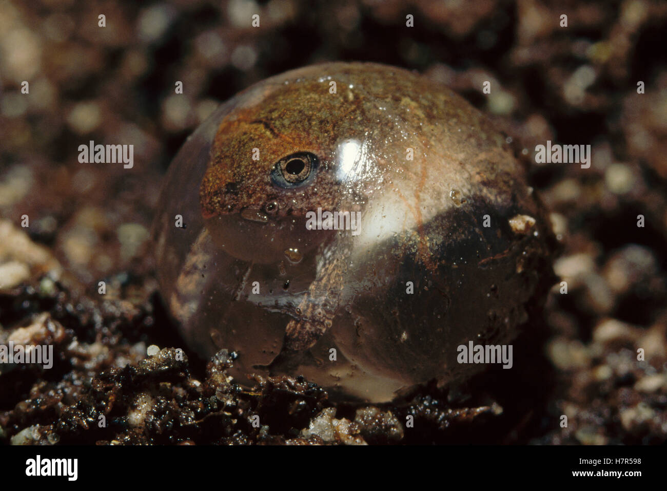 Solomon Island Leaf Frog (Ceratobatrachus guentheri), Solomon Islands ...