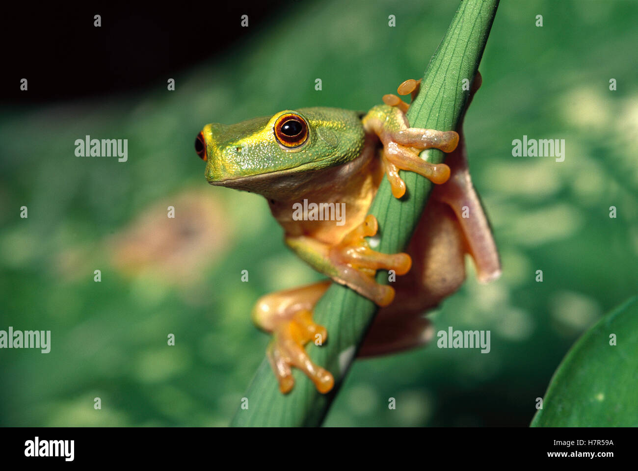 Dainty Tree Frog (Litoria gracilenta) wet tropical climate ...
