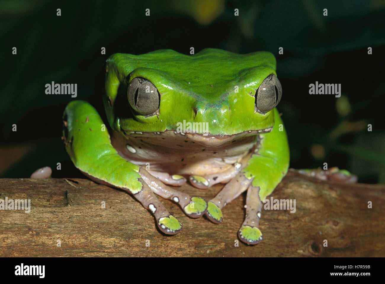 Giant Monkey Frog (Phyllomedusa bicolor), northern Brazil Stock Photo ...