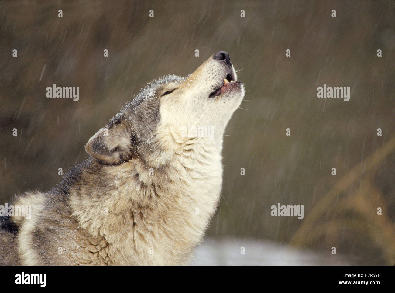 Timber Wolf (Canis lupus) howling, temperate North America Stock Photo ...