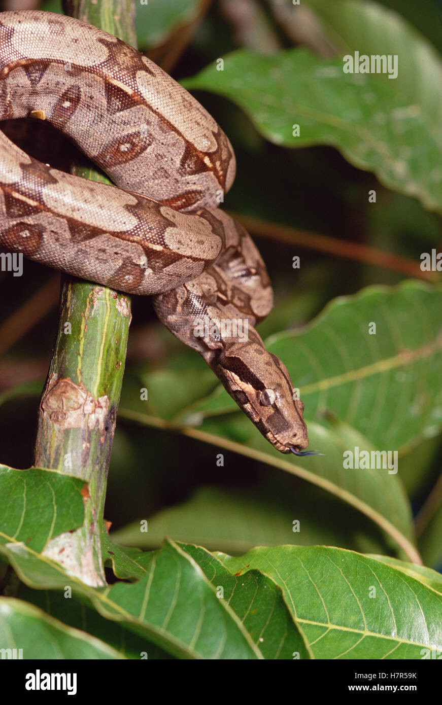 Boa Constrictor (Boa constrictor) coiled around branch, northern South ...