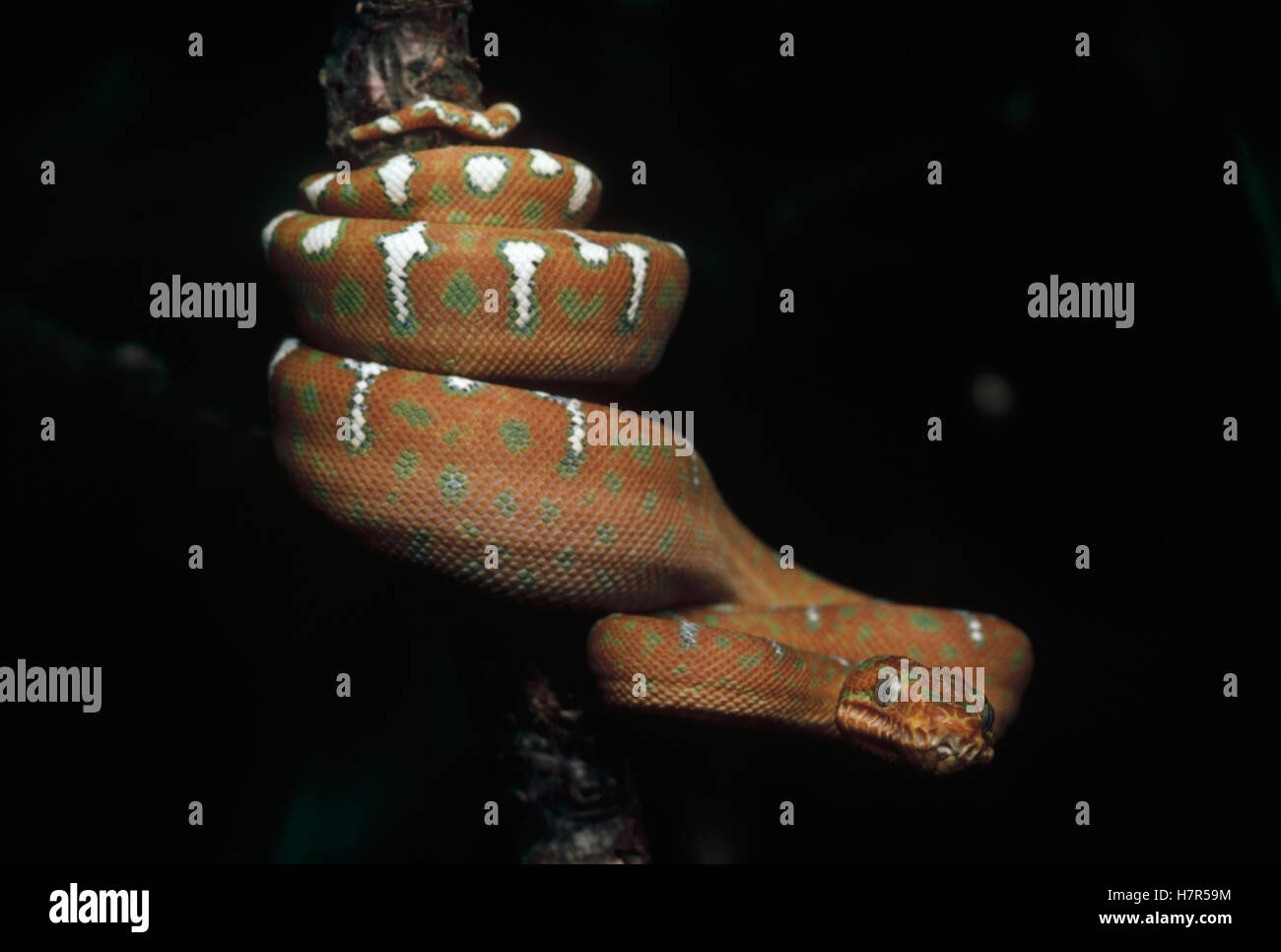 Emerald Tree Boa (Corallus caninus) neo-tropics, Amazon Basin Stock ...