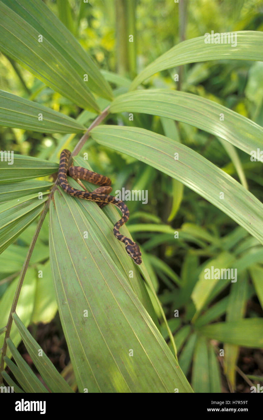 Brown Tree Snake (Boiga irregularis) species has been introduced to ...