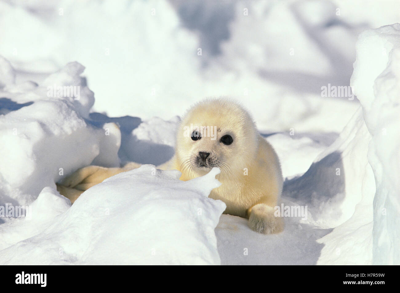 Harp Seal (Phoca groenlandicus) pup, Gulf of St Lawrence, Canada Stock Photo - Alamy