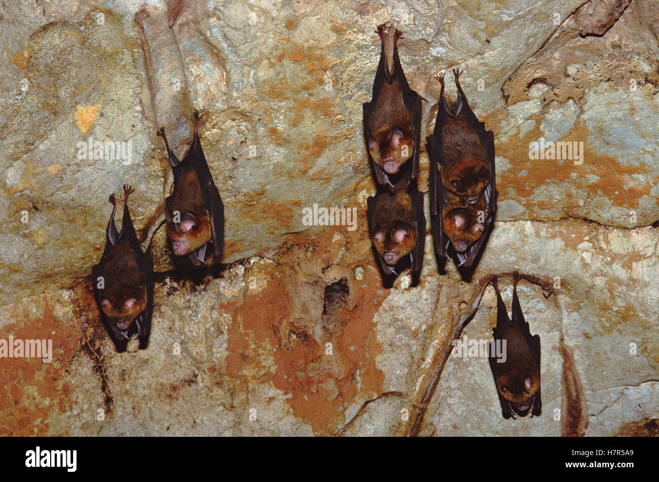 Intermediate Roundleaf Bat (Hipposideros larvatus) hanging from cave ...