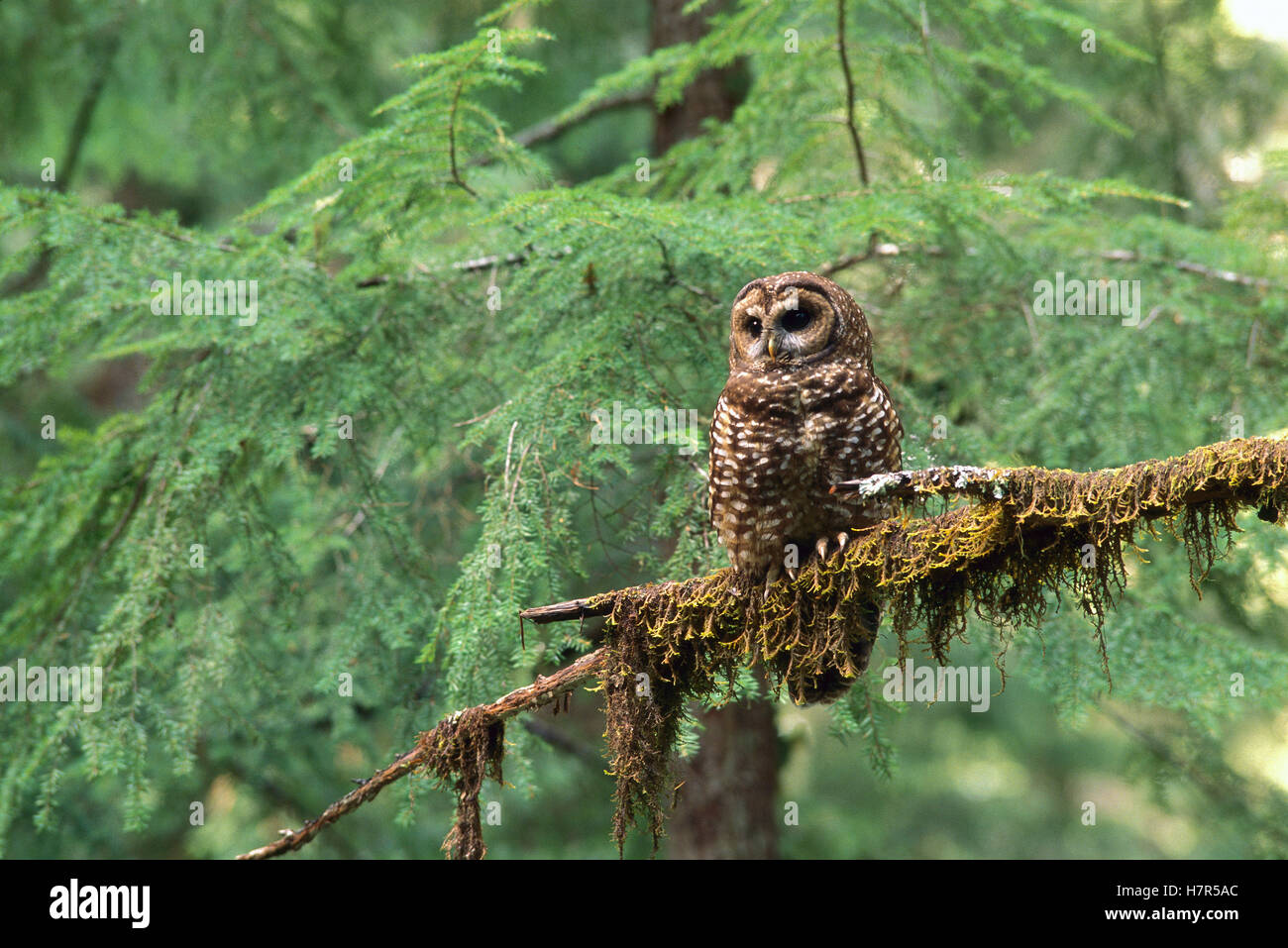 Northern Spotted Owl (Strix occidentalis caurina) on moss covered ...