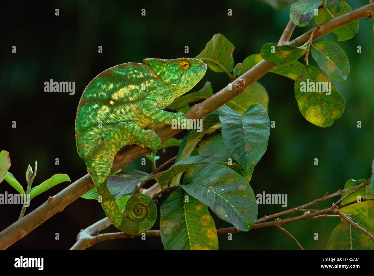 Parson's Chameleon (Calumma parsonii) female, eastern rainforest ...