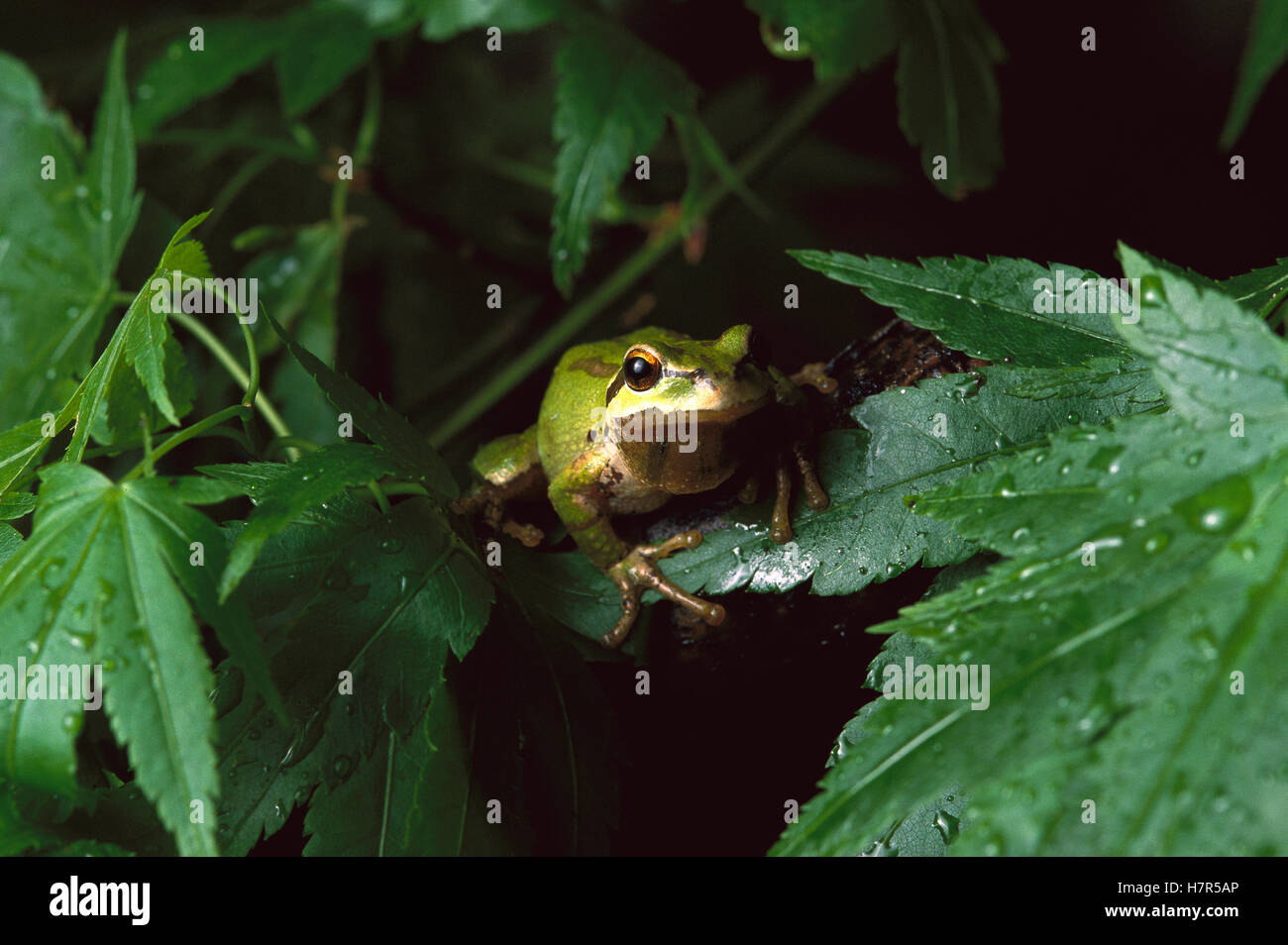 Pacific Tree Frog (Hyla regilla), Pacific Coast, North America Stock ...