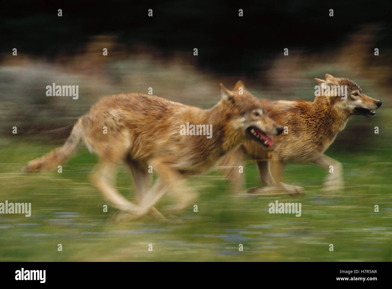 Timber Wolf (Canis lupus) pair running, temperate North America Stock ...