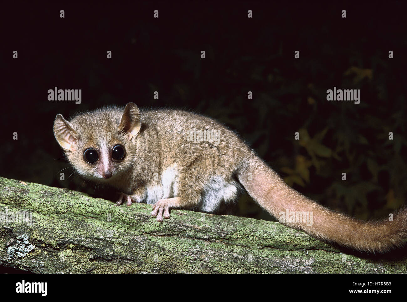 Gray Mouse Lemur (Microcebus murinus) on branch, endemic species in ...
