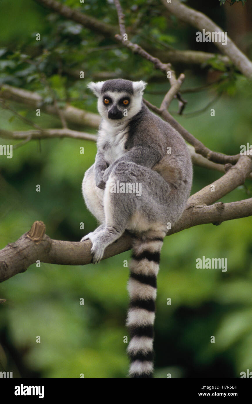 Ring-tailed Lemur (Lemur catta) sitting on tree branch, Madagascar ...
