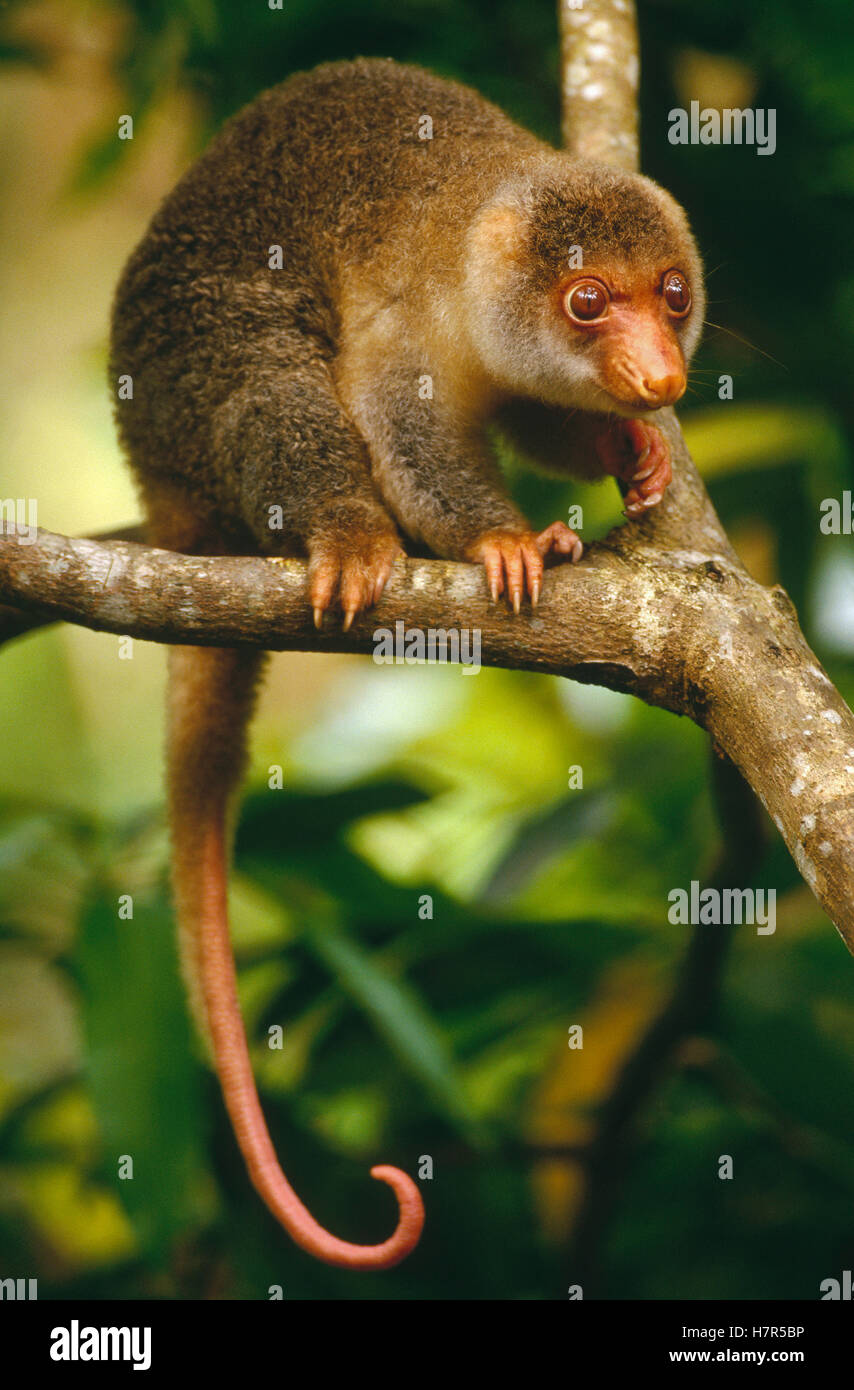 Short-tailed Spotted Cuscus (Spilocuscus maculatus) juvenile near ...