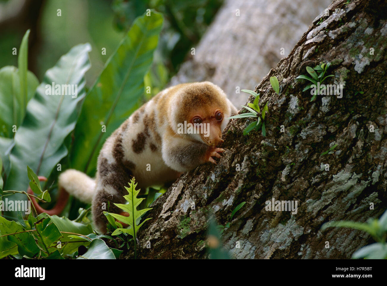 Short-tailed Spotted Cuscus (Spilocuscus maculatus) male, Papua New ...