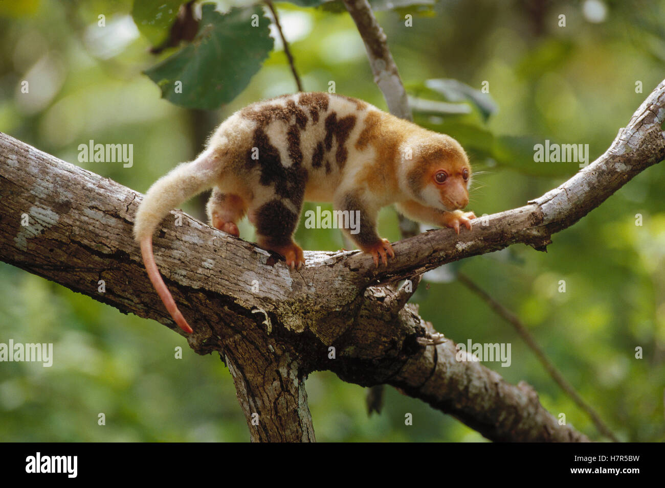 Spotted Cuscus (Phalanger maculatus) near Kivaumai Village, Papua New ...