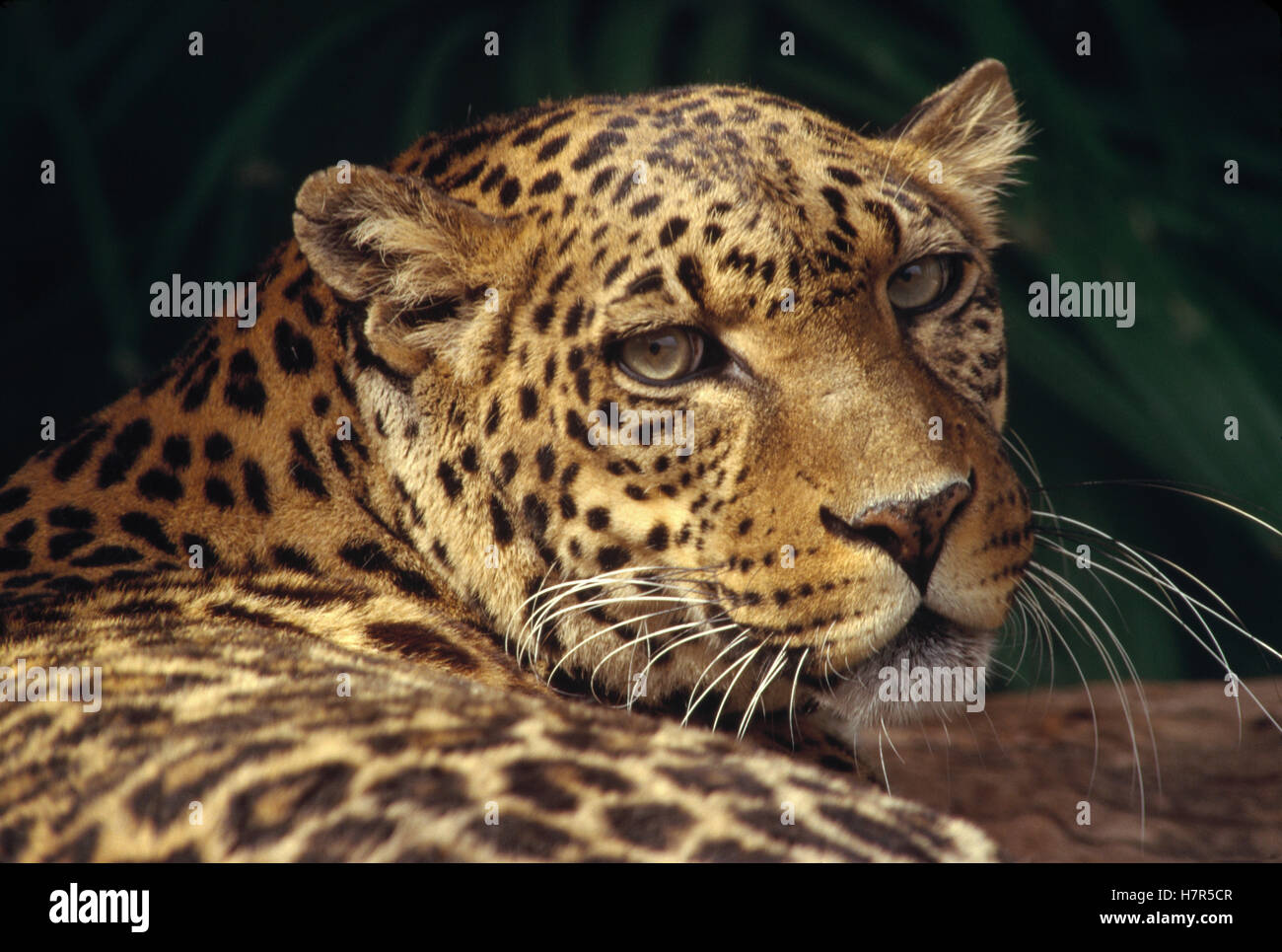 Leopard (Panthera pardus) portrait, native to Africa, captive animal ...
