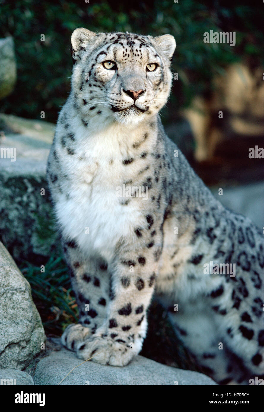 Snow Leopard Woodland Park Zoo