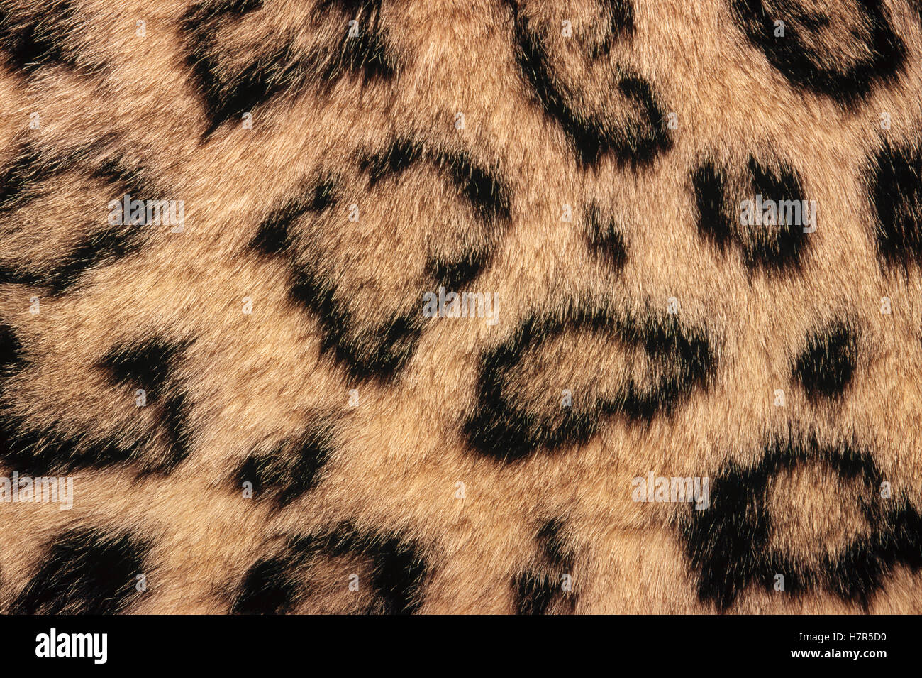 Snow Leopard (Panthera uncia) skin showing spotted pattern, native to ...