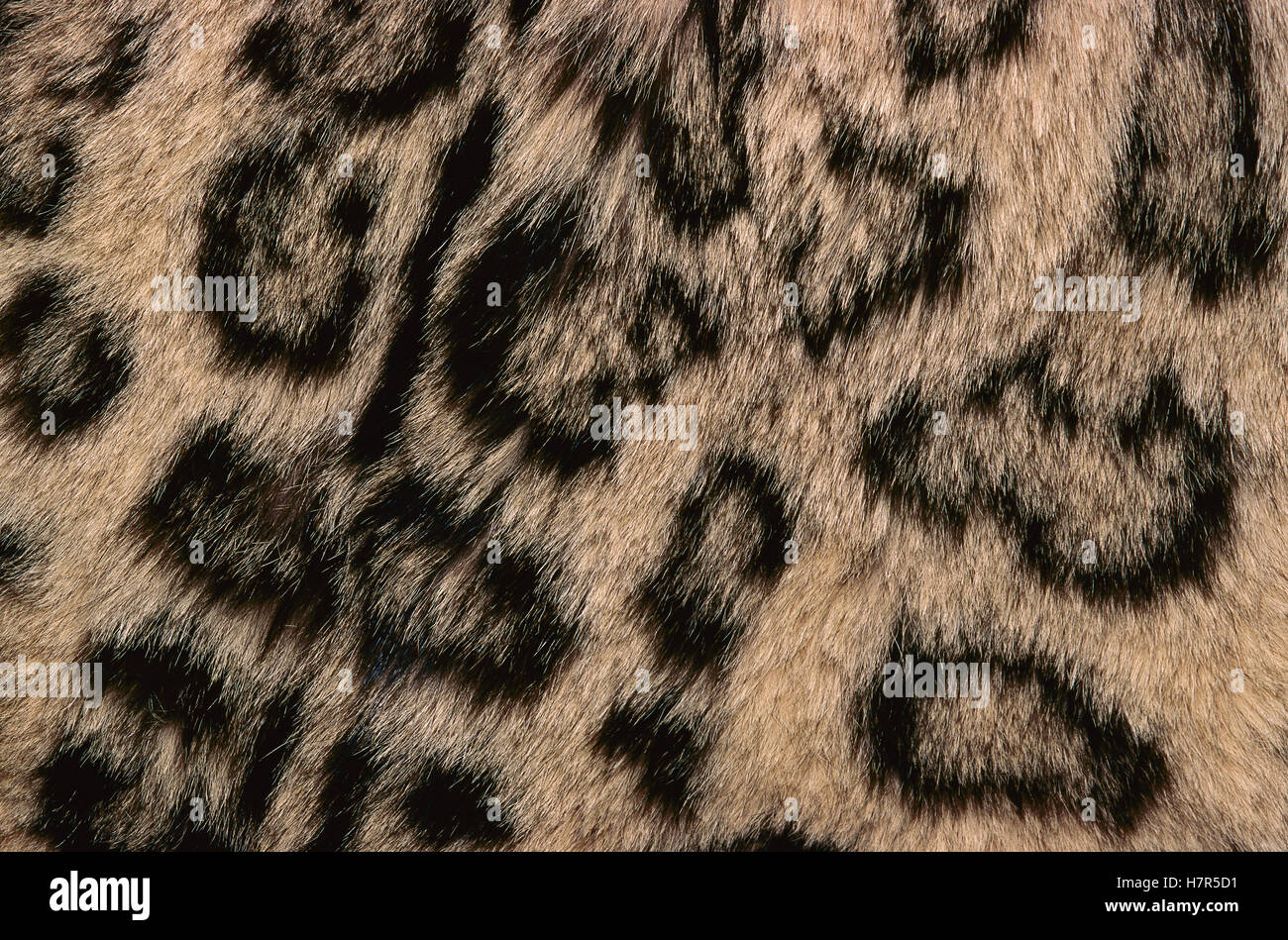 Snow Leopard (Panthera uncia) pelt, Woodland Park Zoo, Washington Stock ...