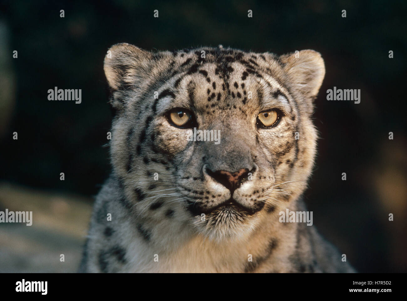 Snow Leopard Woodland Park Zoo