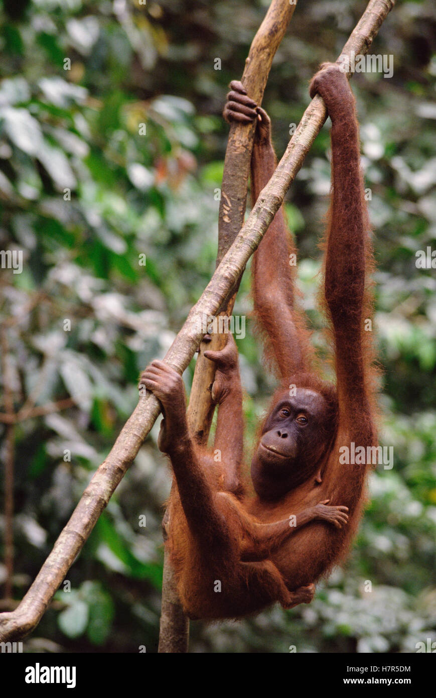 Orangutan (Pongo pygmaeus) mother and baby, Sepilok Forest Reserve ...