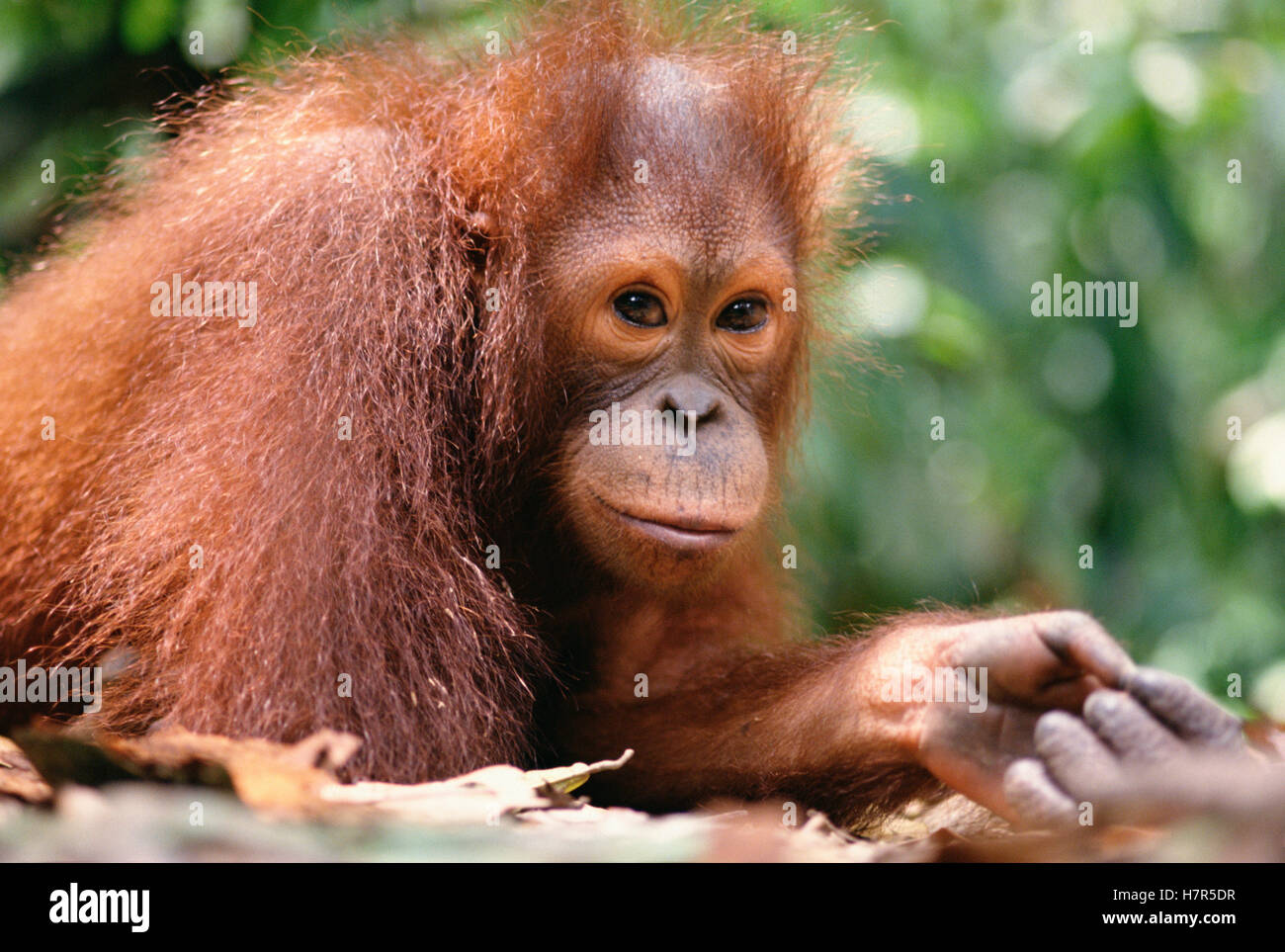 Orangutan (Pongo pygmaeus) portrait, Sepilok Forest Reserve, Sabah ...