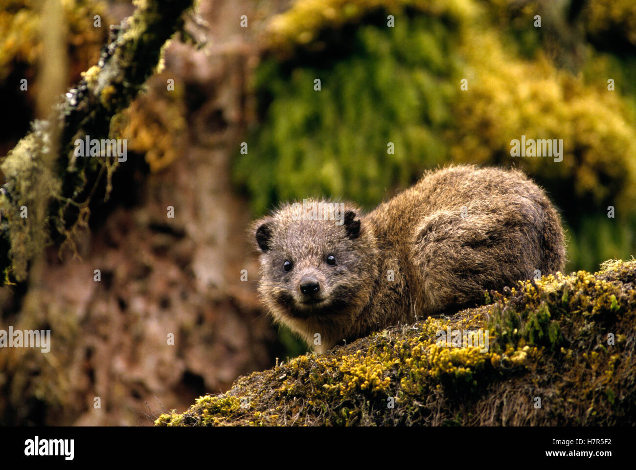 Eastern Tree Hyrax (Dendrohyrax arboreus) in Hagenia Tree (Hagenia ...