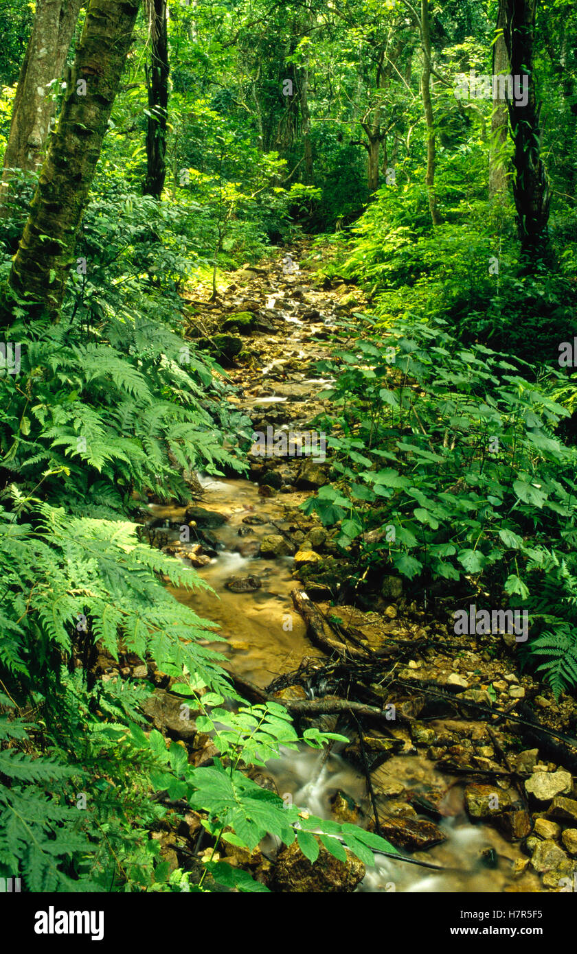 Gombe stream flowing through dense low montane tropical rainforest ...