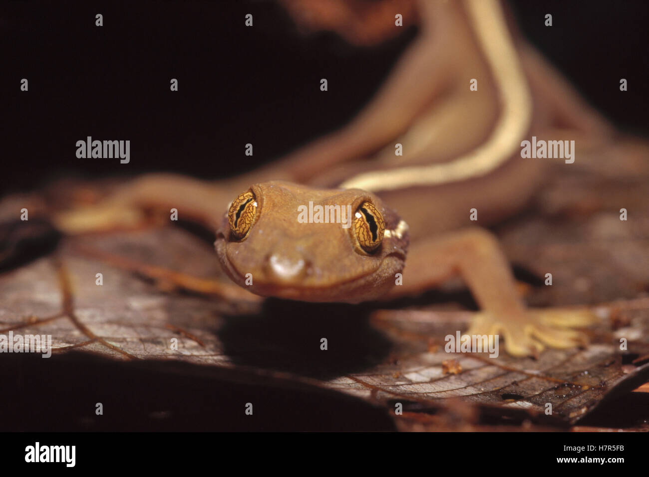 Gecko (Gekkonidae) on the rainforest floor, Papua New Guinea Stock ...