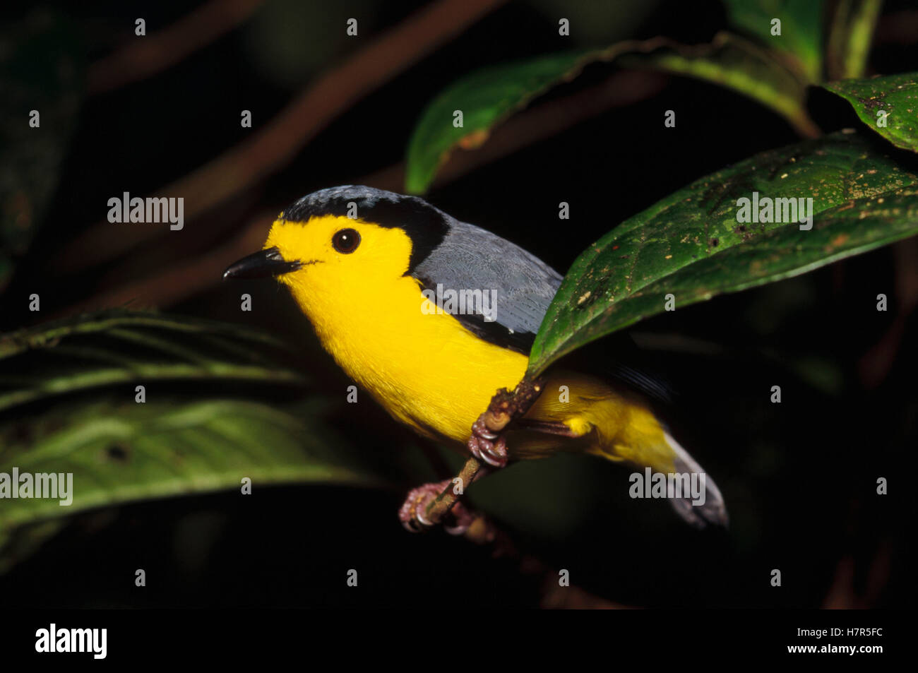 Dwarf Whistler (Pachycare flavogrisea) male, Mt Bosavi, Papua New ...