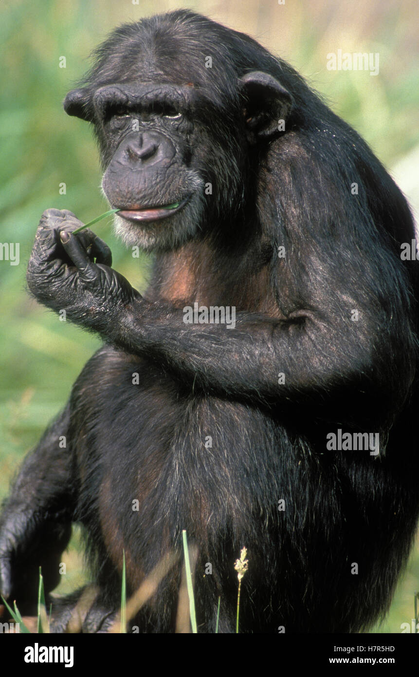 Chimpanzee (Pan troglodytes) chewing on grass, native to forested ...
