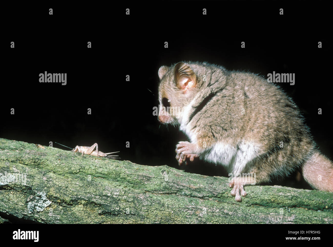 Gray Mouse Lemur (Microcebus murinus) preparing to pounce on insect ...