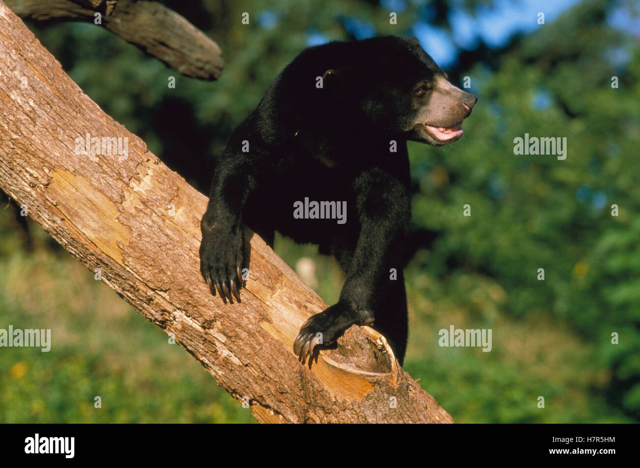 Malayan Sun Bear (Ursus malayanus) portrait, native to southeast Asia ...