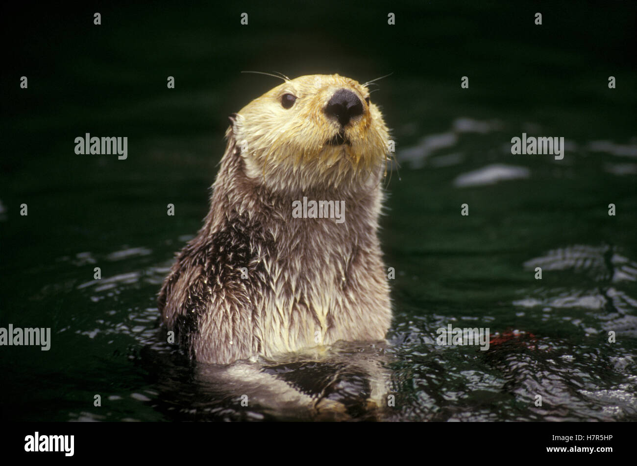 Sea Otter (Enhydra lutris) portrait, Pacific coast, North America Stock ...