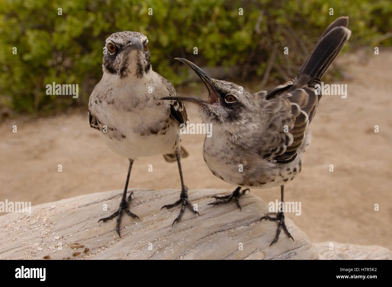 Hood Mockingbird (Nesomimus macdonaldi) pair arguing, vulnerable ...