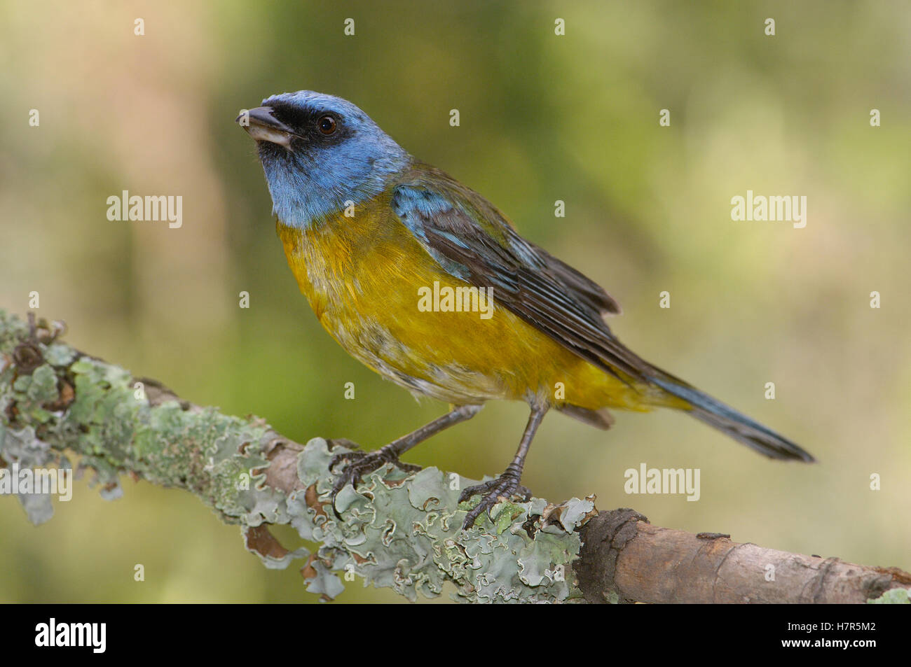 Blue and Yellow Tanager (Thraupis bonariensis) male perching on lichen ...
