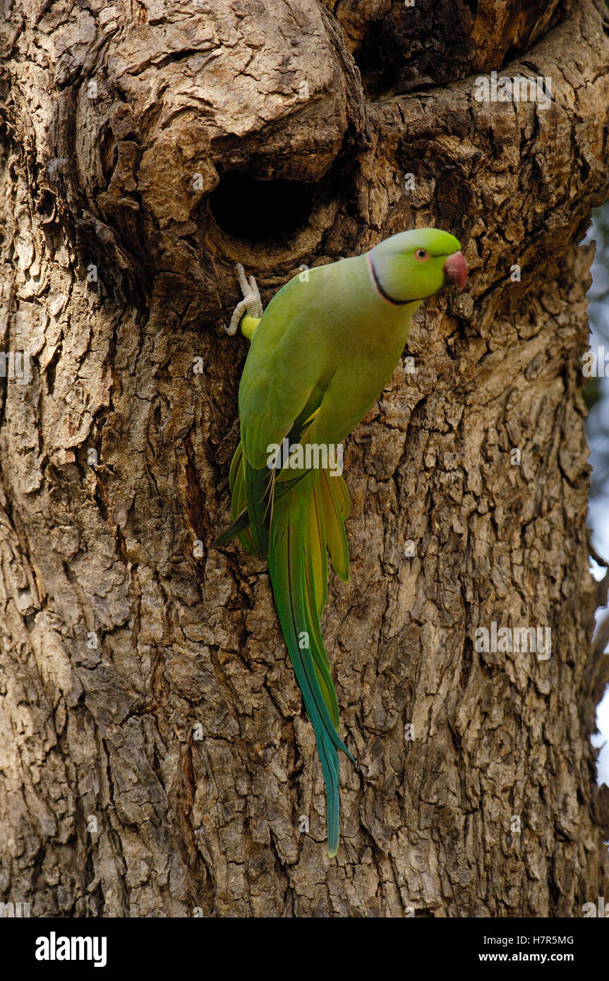 Rose-ringed Parakeet (Psittacula krameri) at nest entrance ...