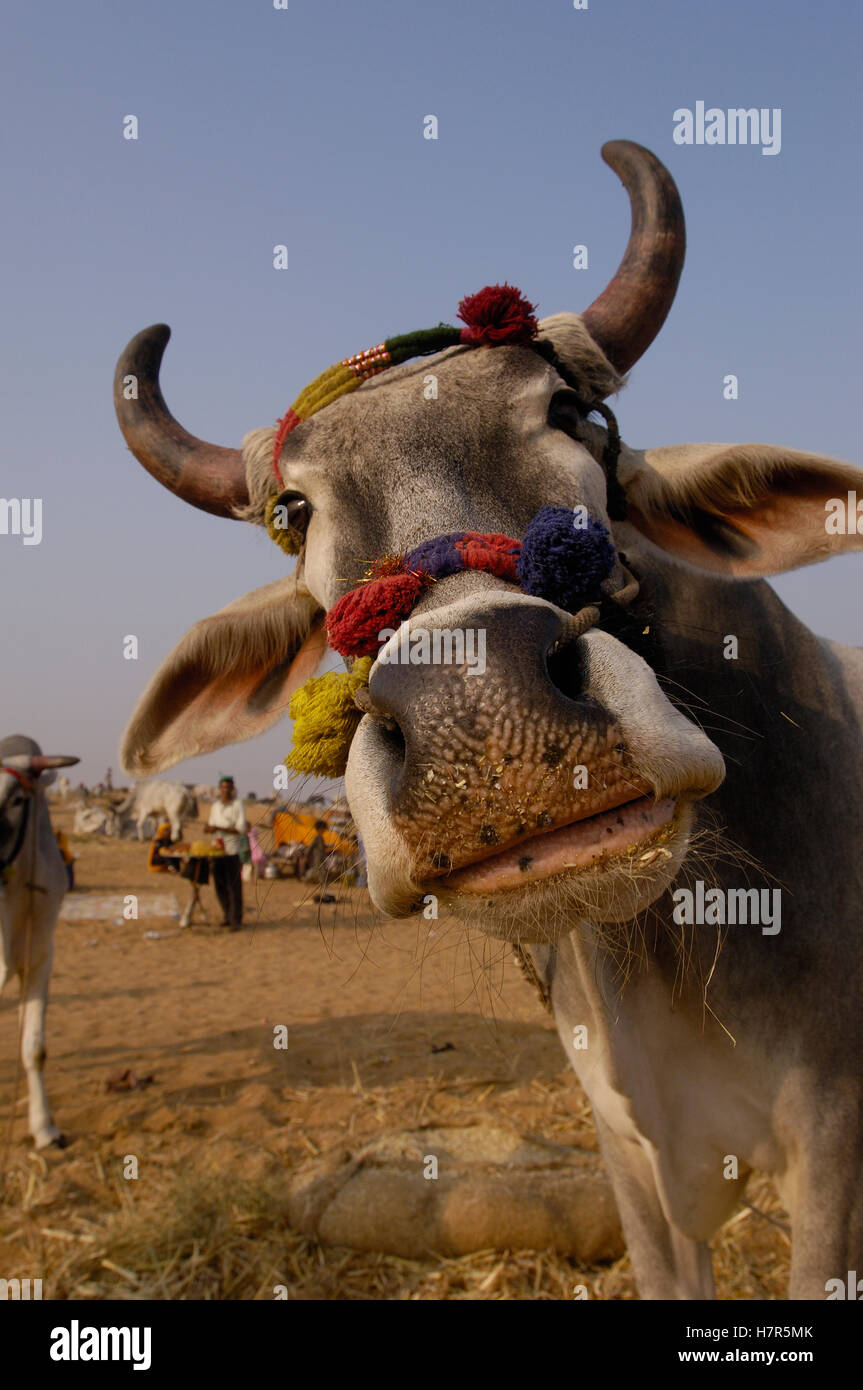 Domestic Cattle (Bos taurus) in cattle section at Pushkar camel and ...