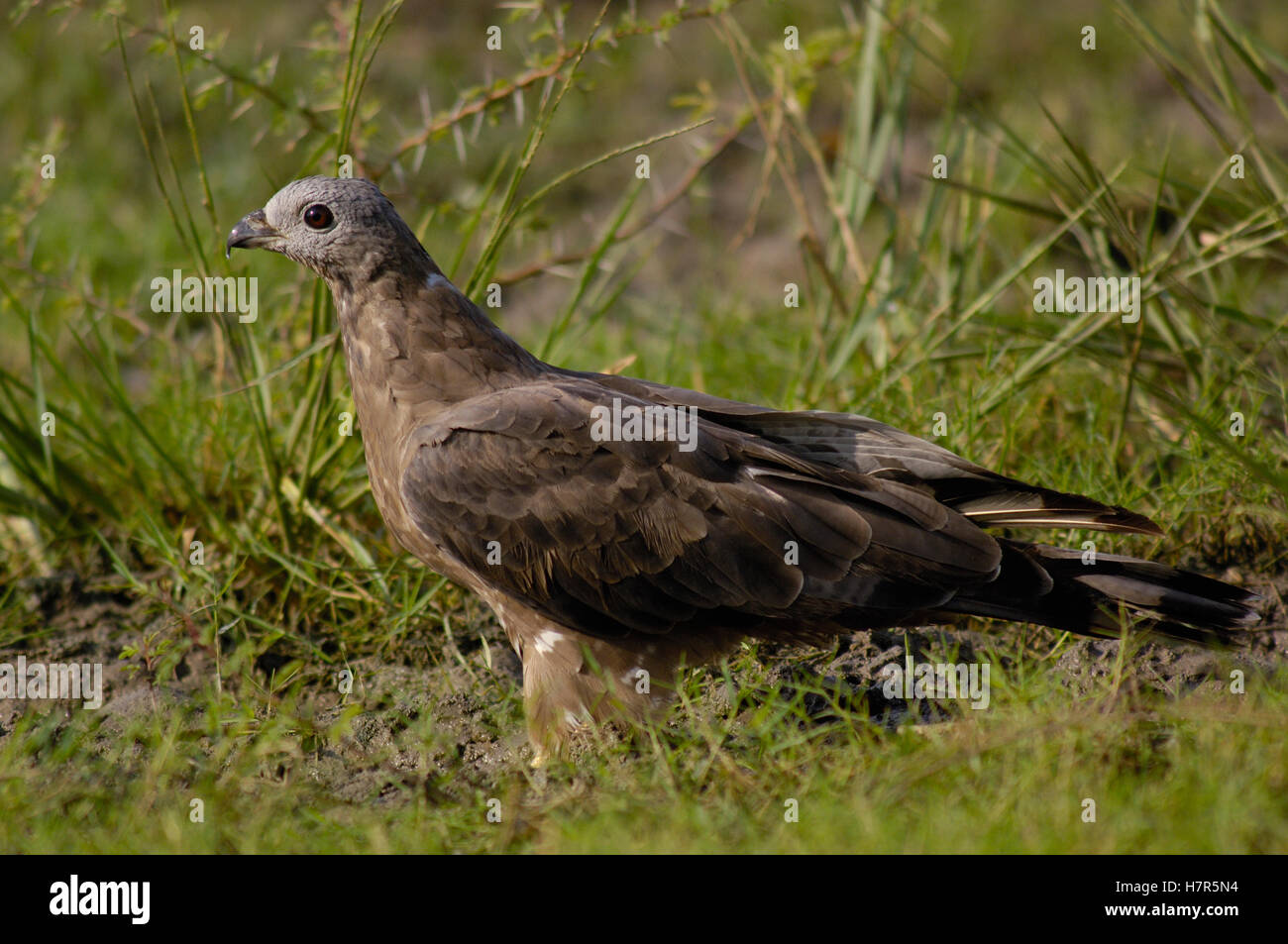 Oriental Honey Buzzard (Pernis ptilorhynchus), Bharatpur National Park ...