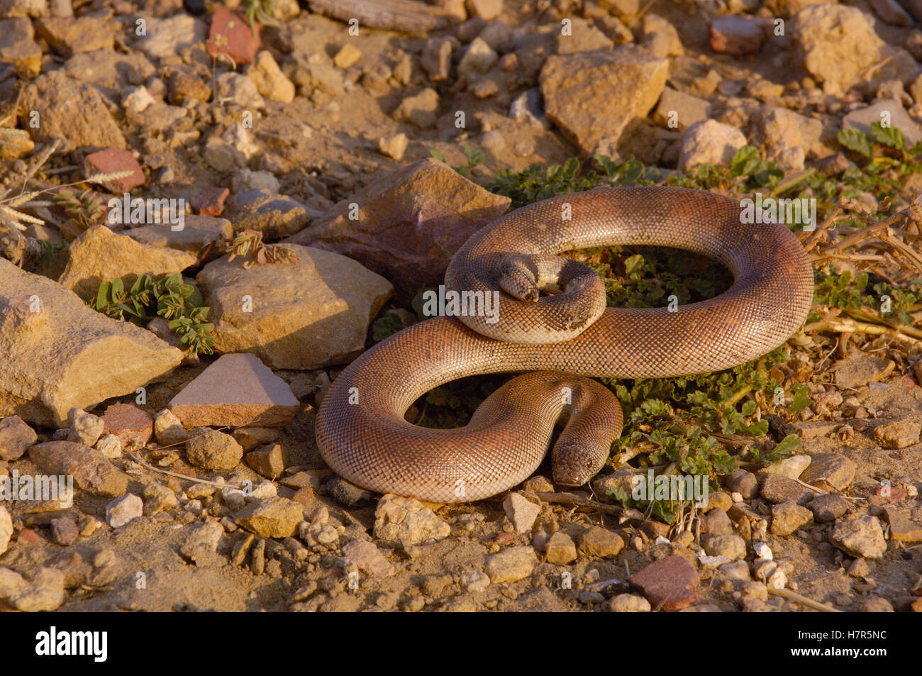 Rough-scaled Sand Boa (Eryx conicus), Thar Desert of Rajasthan, India ...