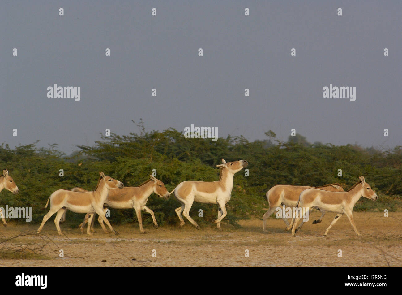 Indian Wild Ass (Equus hemionus khur) herd running, Rann of Kutch ...