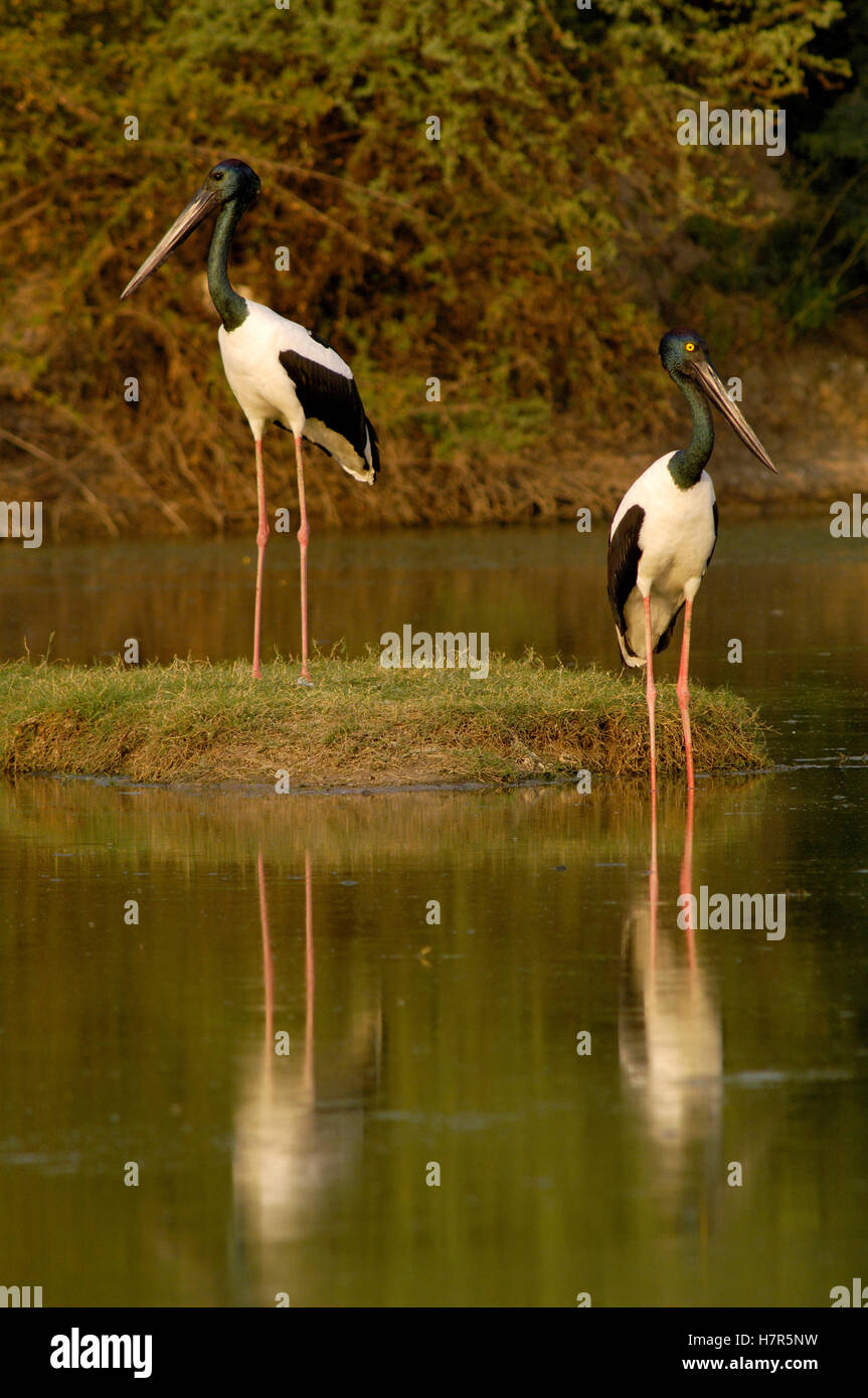 Black-necked Stork (Ephippiorhynchus asiaticus) male with brown eye and ...