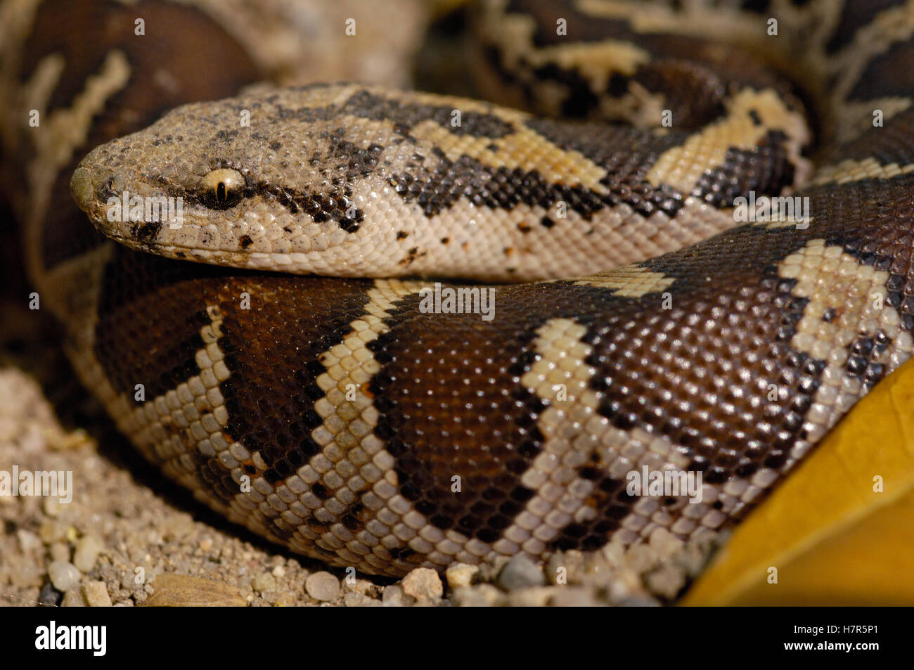 Rough-scaled Sand Boa (Eryx conicus) juvenile, Gujarat, India Stock ...