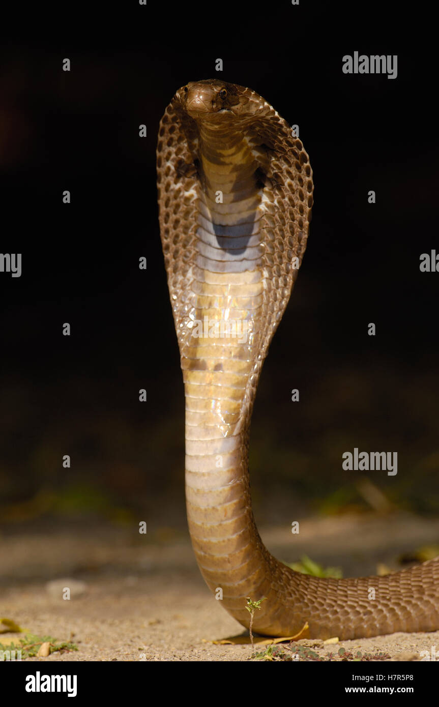 Spectacled Cobra (Naja naja) with hood flared in defense posture ...