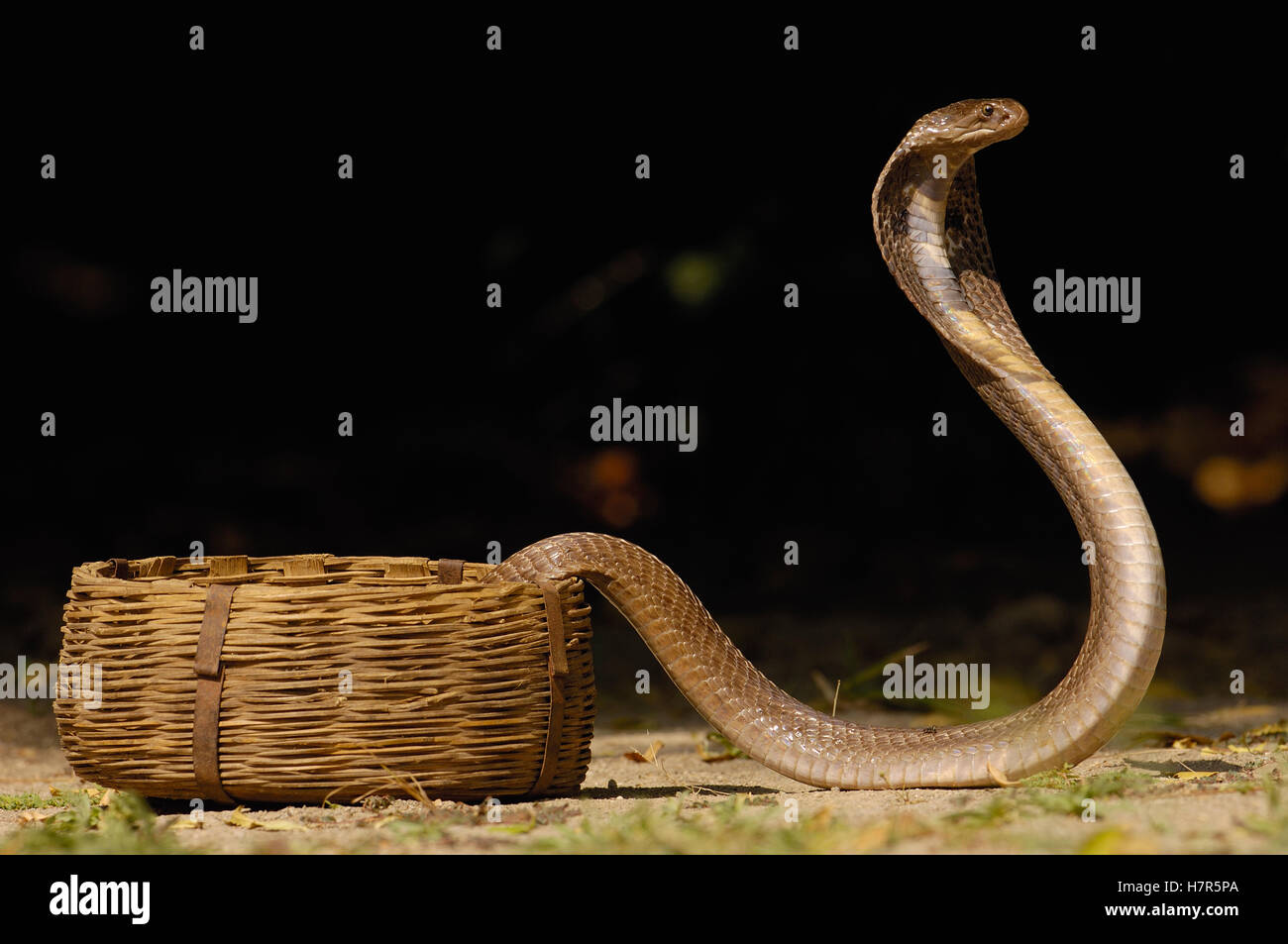 Spectacled Cobra (Naja naja) with hood flared in defense posture ...